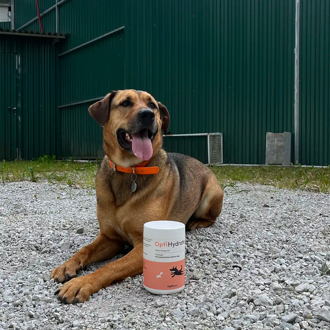 Prehranska dopolnila za pse – OptiPaws Slovenia