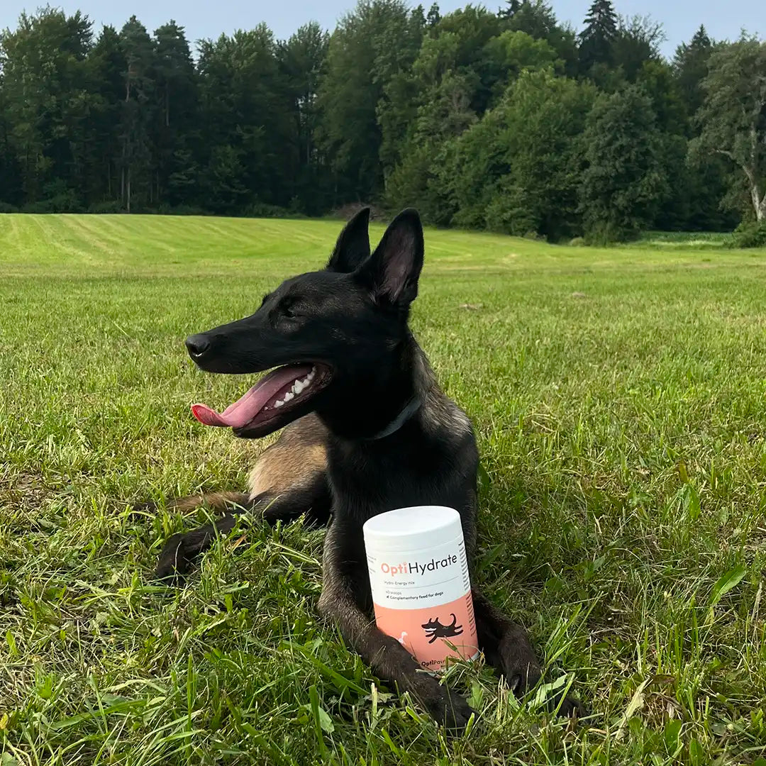 Prehranska dopolnila za pse – OptiPaws Slovenia